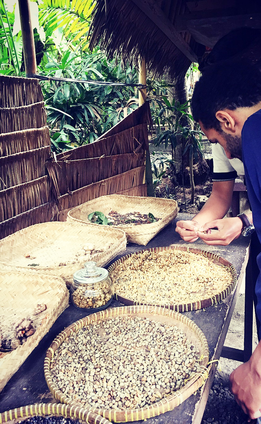 Bali Farm Tour - Bali Farm And Garden - Coffee Plantation Bali